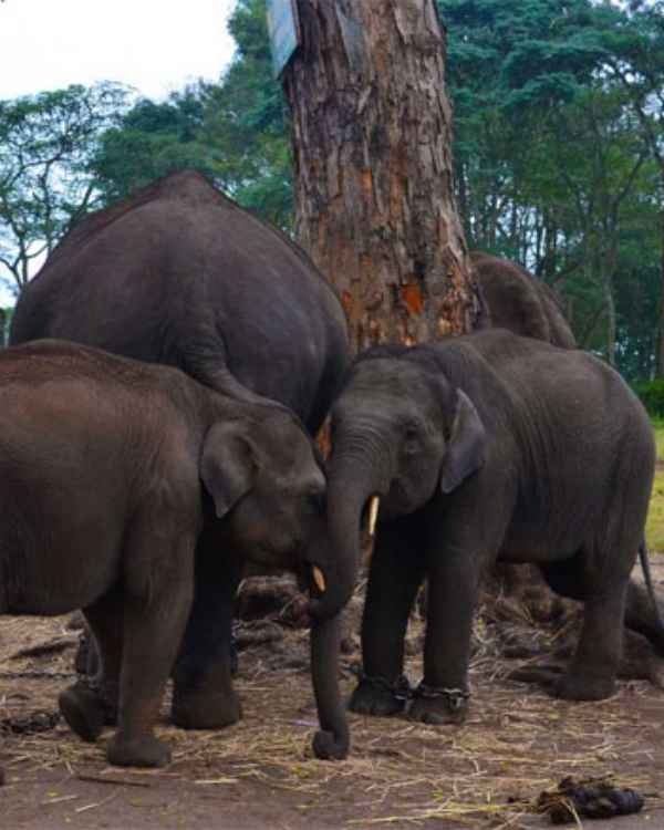 10 THINGS TO DO IN MADIKERI