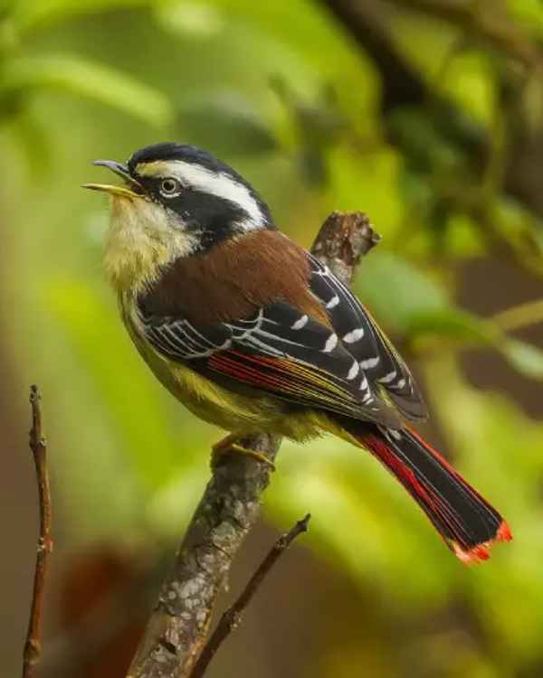 10 THINGS TO DO IN LAVA FOREST