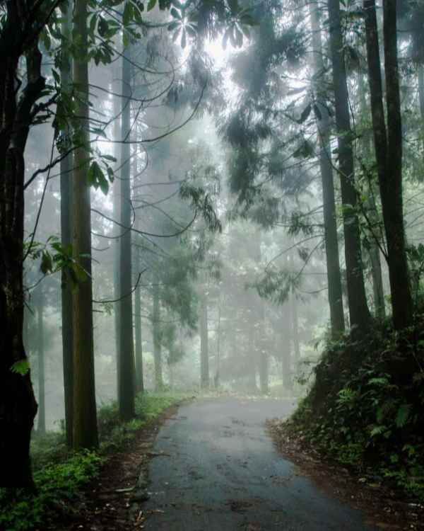 10 THINGS TO DO IN LAVA FOREST